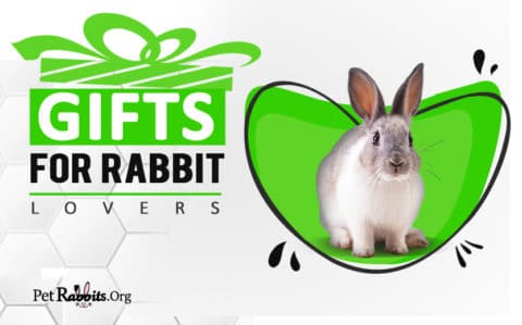 29 Gifts For Rabbit Lovers For Any Occasion - PetRabbits.org
