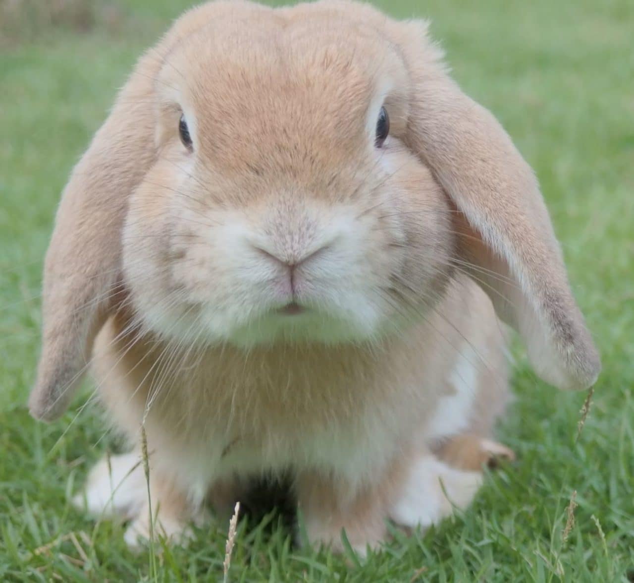 Holland Lop Rabbit - Pet Rabbits.org | Everything You Should Know