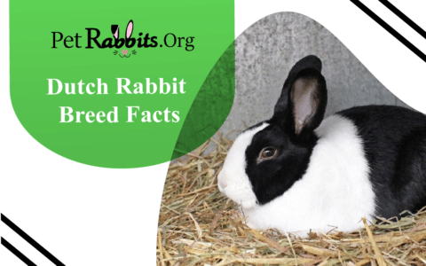 How to Care for a Dutch Rabbit- Breed Facts - Petrabbits.org