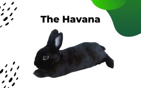 Havana Rabbit: Breed Facts and More! - PetRabbits.org